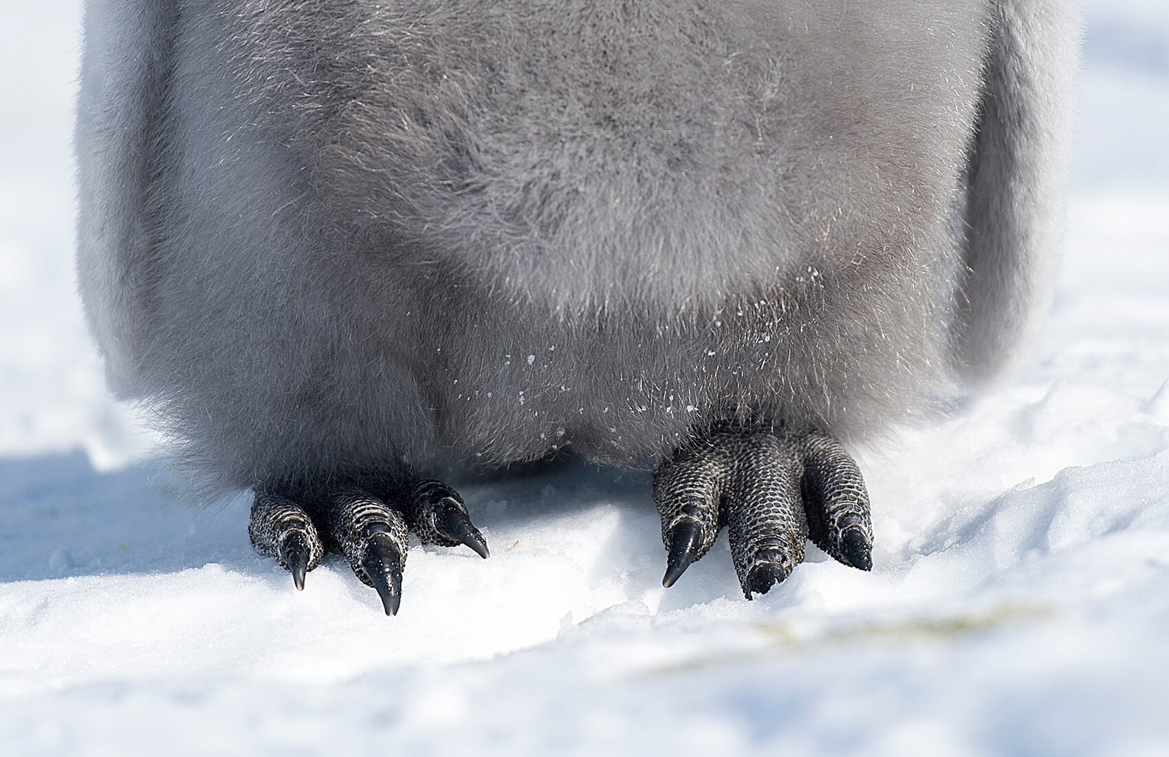 Trips emperor penguin Antarctic Logistics Expeditions