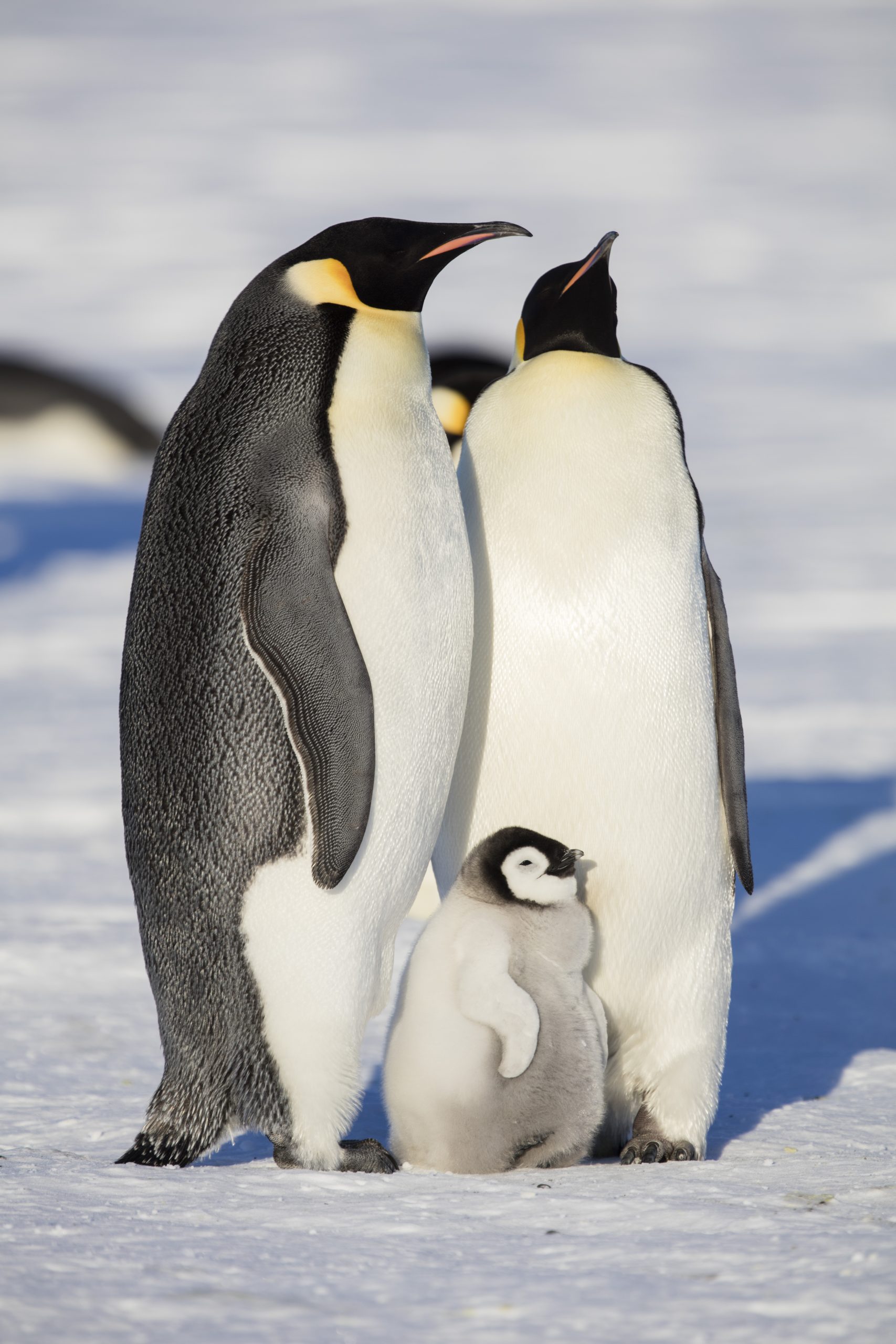 Small chick stands between the feet of two adult emperor penguins ...